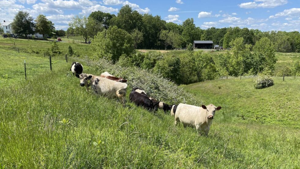 Why Pasture-Raised Matters - Longbottom Farm