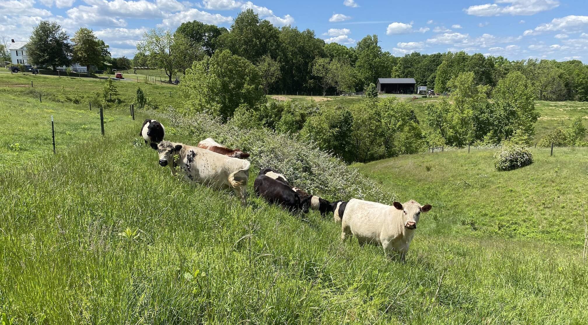 Why Pasture-Raised Matters - Longbottom Farm